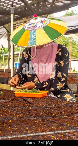 Female worker using colorful Dayak traditional hat (Seraung ...