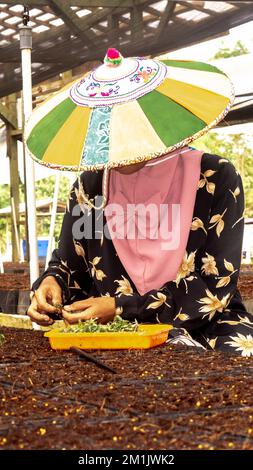 Female worker using colorful Dayak traditional hat (Seraung ...