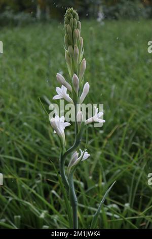 white colored tuberose on farm for harvest Stock Photo - Alamy