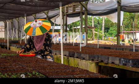 Female worker using colorful Dayak traditional hat (Seraung ...