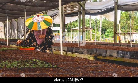 Female worker using colorful Dayak traditional hat (Seraung ...