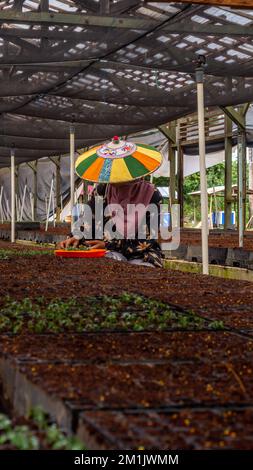 Female worker using colorful Dayak traditional hat (Seraung ...