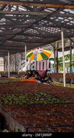 Female worker using colorful Dayak traditional hat (Seraung ...
