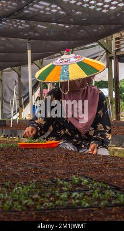 Female worker using colorful Dayak traditional hat (Seraung ...