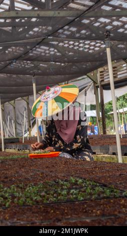Female worker using colorful Dayak traditional hat (Seraung ...