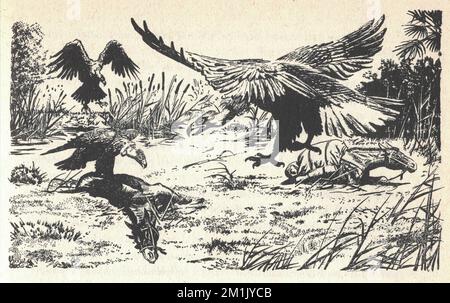 Vultures eat horse carcasses. Old black and white illustration. Vintage ...