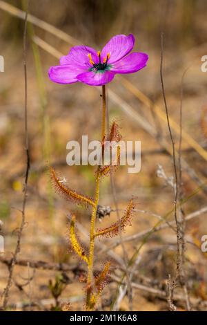 Upper section with pink flower of Drosera cistiflora, taken in natural ...