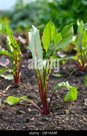 Red chicory Cichorium intybus Stock Photo - Alamy