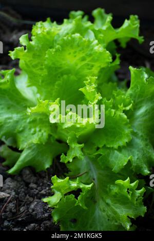 lettuce, produced from organic farming Stock Photo - Alamy