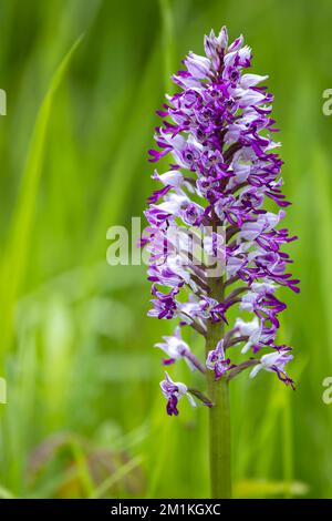wild orchid in White Carpathian Mountains, Czech Republic Stock Photo ...