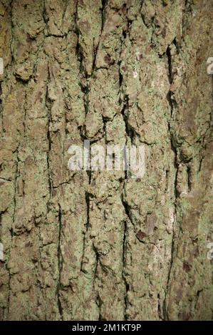 Bark, oak tree, Queen's Wood, Highgate, London, UK Stock Photo - Alamy