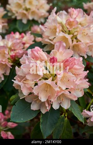 Rhododendron Nancy Evans in flower Stock Photo - Alamy