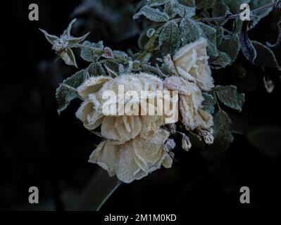 Cluster of pale yellow roses covered in heavy frost Stock Photo - Alamy