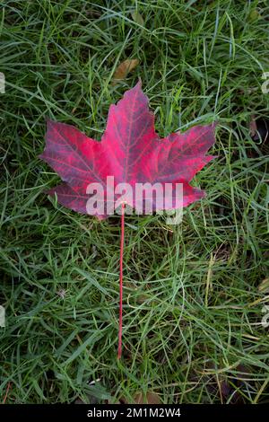 The vibrant colour of a dead Sycamore leaf Acer pseudoplatanus fallen ...