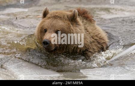 Boki, a 10-month-old bear cub explores his new home at Wildwood Trust ...