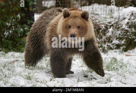 Boki, a 10-month-old bear cub explores his new home at Wildwood Trust ...
