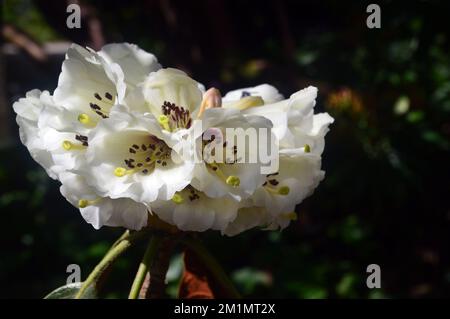 Creamy White Falconer Rhododendron (Rhododendron falconeri) Flowers ...