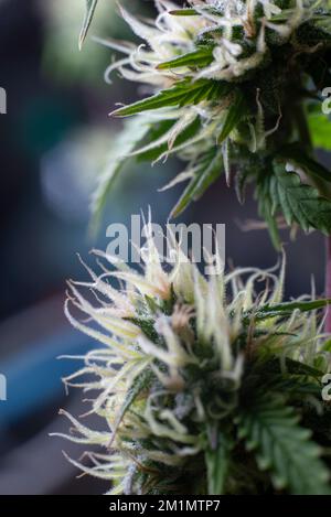Cannabis fowering plant on dark green background. Long horizontal ...