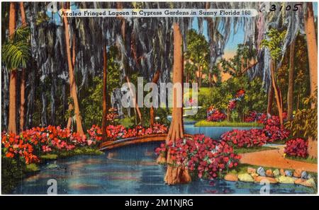 Azalea fringed lagoon in cypress gardens in sunny Florida , Tichnor ...