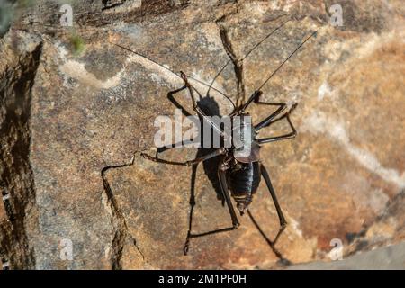 Armoured Corn Cricket on a rock in the yellow light of sunset in the ...