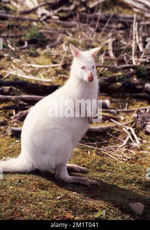 Notamacropus - grey wallaby - albino Stock Photo - Alamy