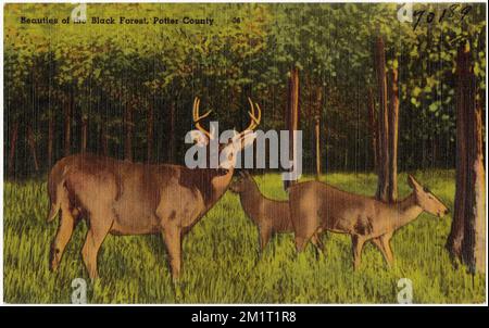 Beauties of the Black Forest of Potter County , Tichnor Brothers ...