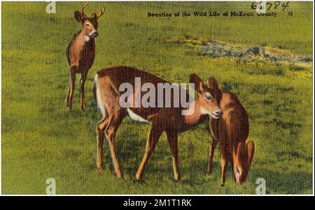 Beauties of the wild life of McKean County , Tichnor Brothers ...