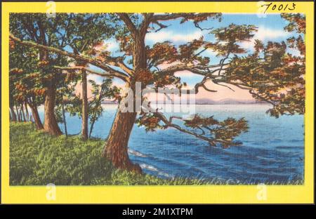 Trees by a body of water , Bodies of water, Trees, Tichnor Brothers ...