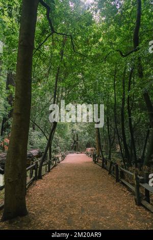 Path through a forests surrounded by tall, dense Redwood trees Stock ...