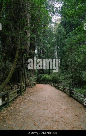 Path through a forests surrounded by tall, dense Redwood trees Stock ...