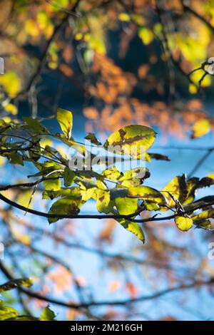 A vertical selective shot of leaf blights on autumn leaves infected ...