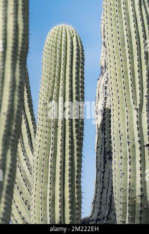 columnar cactus in the Tehuacan-Cuicatlan Biosphere Reserve Stock Photo ...