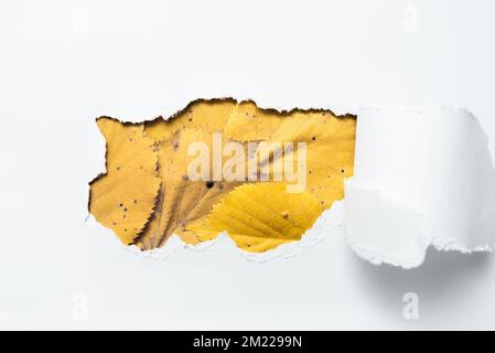 Abstract Plain Tear Paper Showing Background With Pen Conspectus ...