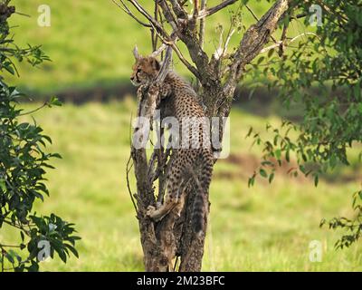 fluffy young Cheetah cub (Acinonyx jubatus) learning hunting skills climbing tree in acacia ...