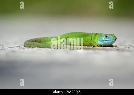 Male green lizard with blue head Stock Photo - Alamy