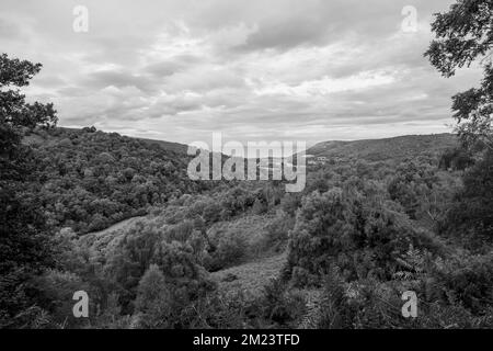 Black and white photo of Horner woods in Exmoor National Park Stock ...