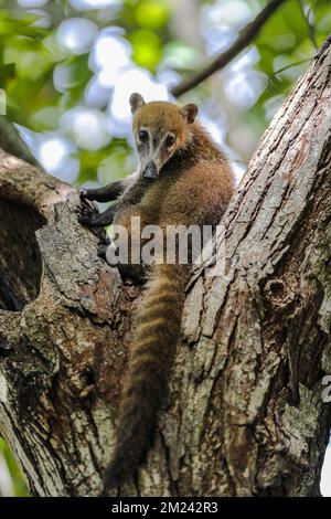 A Coati is seen looking for food in an area near the forest /Eyepix ...