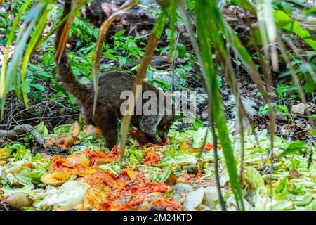 A Coati is seen looking for food in an area near the forest /Eyepix ...
