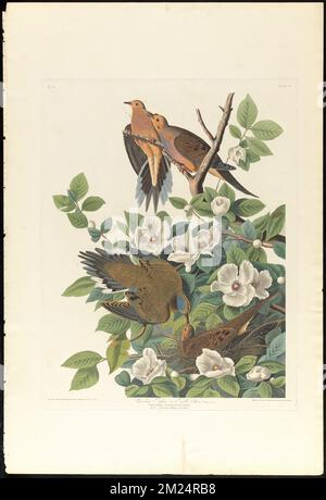 Plate 17. Carolina Turtle Dove Stock Photo - Alamy