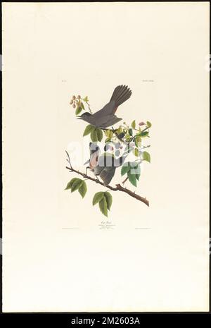 128 Cat Bird Stock Photo - Alamy