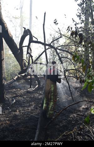 Firemen pictured as a fire started earlier today in the Villers wood in ...