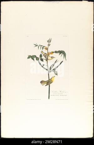 Coffee Senna (Senna occidentalis Stock Photo - Alamy