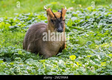 Reeves's muntjac (Muntiacus reevesi) male showing large tusks and ...