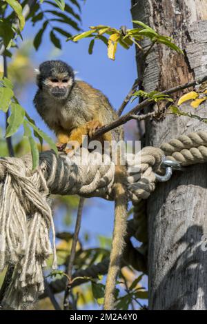 Squirrel monkey in an outdoor enclosure a UK Zoo Stock Photo - Alamy