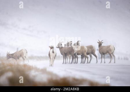 A small elk herd standing on a ridge below the Teton Mountains. Grand ...