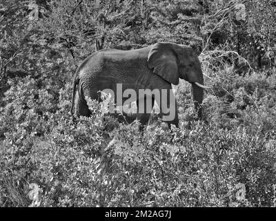 Elephants old style | Eléphants style ancien 03/08/2017 Stock Photo - Alamy