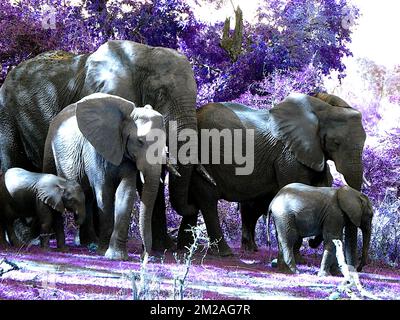 Elephants old style | Eléphants style ancien 05/08/2017 Stock Photo - Alamy