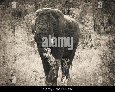 Elephants old style | Eléphants style ancien 03/08/2017 Stock Photo - Alamy