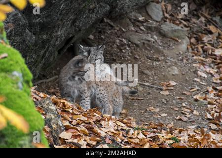Two Eurasian lynx (Lynx lynx) kittens playing / play fighting in autumn ...