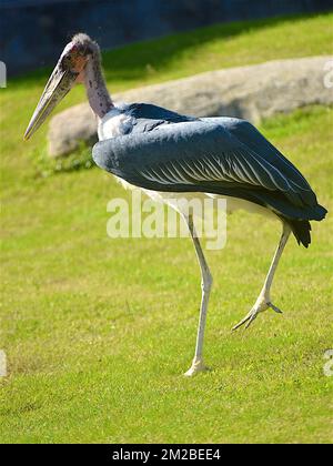 African marabout | Marabout africain 16/11/2017 Stock Photo - Alamy